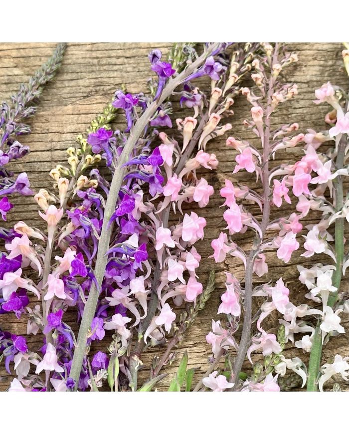 Linaria white and pink - 40cm