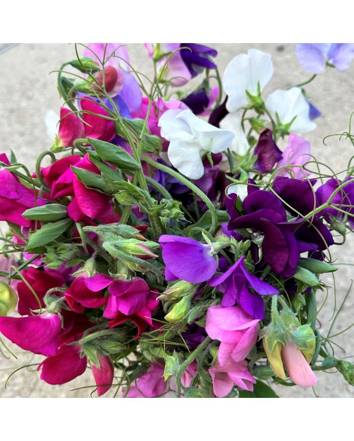 Garden Sweet Peas