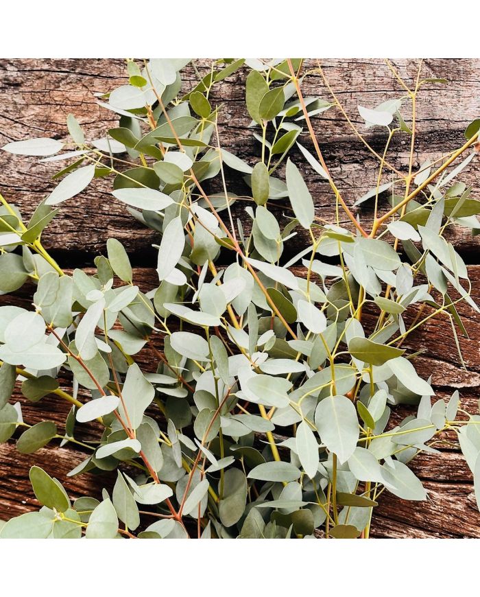 Eucalyptus Parvi (100cm) - English