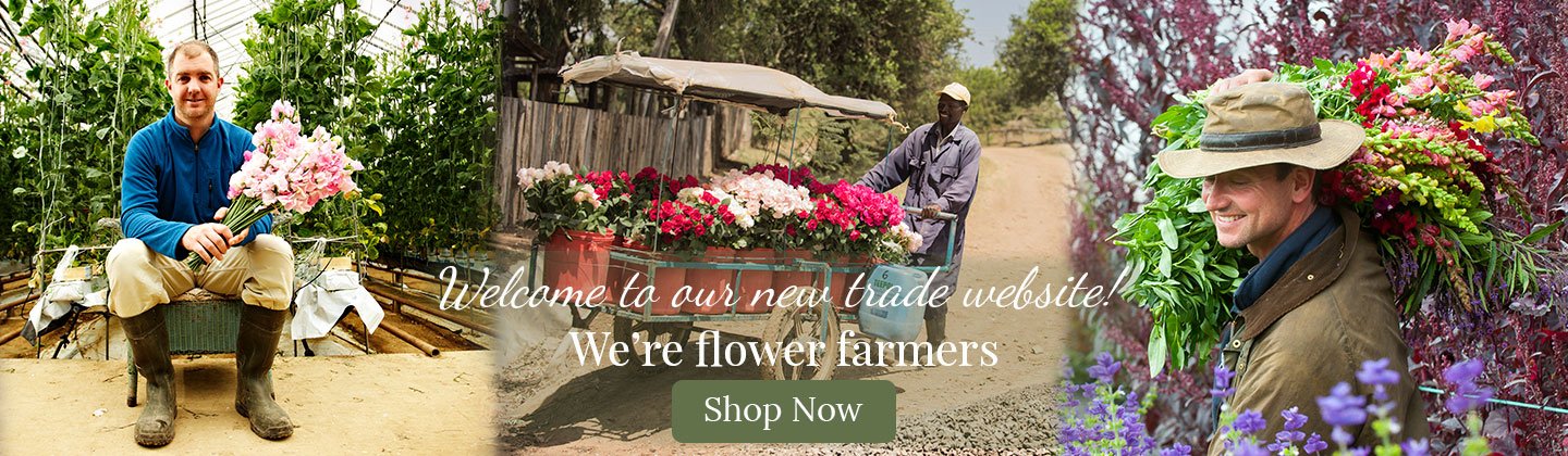 Luxury Flowers for Next Day Delivery| The Real Flower Company